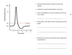 Neurons - Action Potential | Teaching Resources