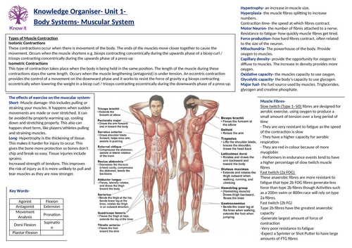 Cambridge Technicals Sport Studies Unit - Body Systems, Knowledge ...