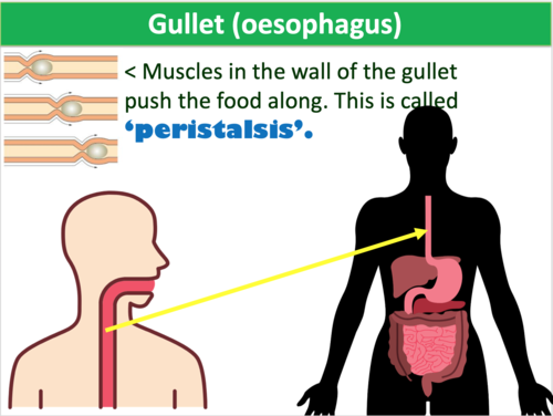 Career Step Digestive System Diagram Career Step Digestive System Diagram