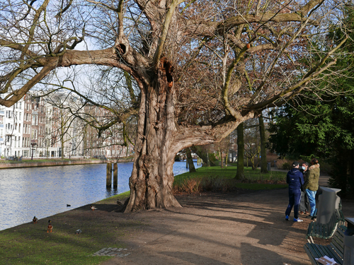 Photos of urban trees in the city streets of Amsterdam - free resource ...