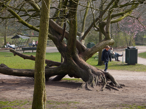 Photos of urban trees in the city streets of Amsterdam - free resource ...