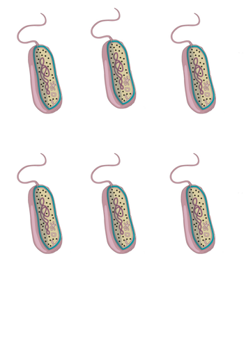 KS3 Unit 8D Biology - Cells (8a Cells 8b Yeast 8d Photosynthesis and ...