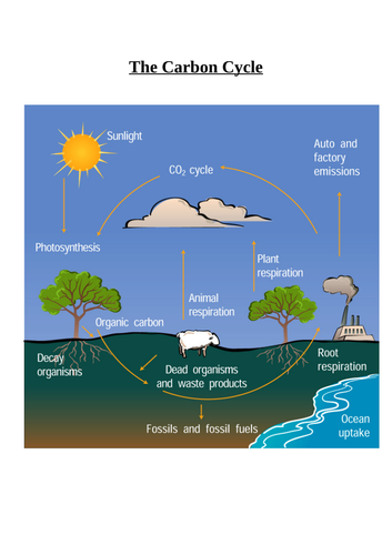 KS3 Unit 8D Biology - Yeast, Photosynthesis + Eutrophication, carbon ...
