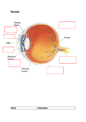 GCSE The eye and common problems with the eye | Teaching Resources