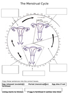 GCSE Menstrual cycle and contraception | Teaching Resources