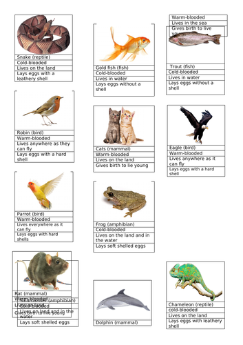 Living things - Adaptations of animals (identifying features of ...