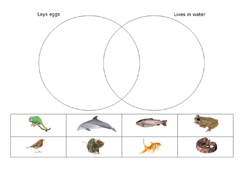 Living things - Adaptations of animals (identifying features of ...