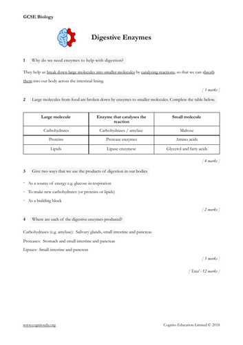 GCSE Biology (9-1) - Digestive Enzymes - Worksheet | Teaching Resources
