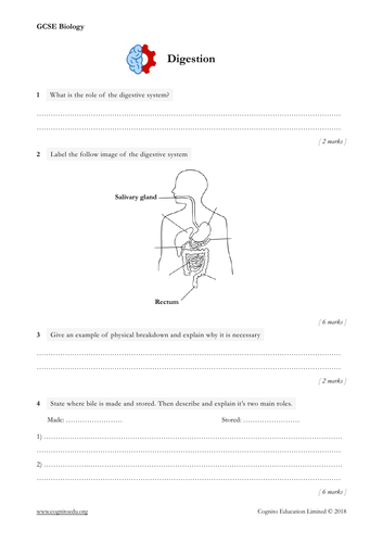 GCSE Biology (9-1) - Digestive System - Worksheet & Video | Teaching ...
