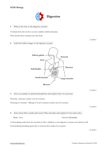 GCSE Biology (9-1) - Digestive System - Worksheet & Video | Teaching ...