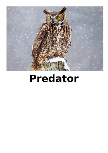 Food Chains SCIENCE KS1 Full lesson pack | Teaching Resources