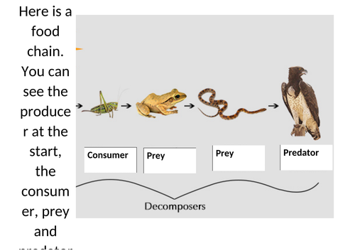 Food Chains SCIENCE KS1 Full lesson pack | Teaching Resources