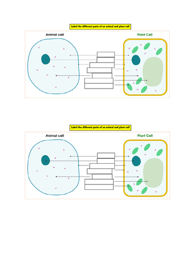 Plant and animal cells AQA Activate KS3 year 7 whole lesson 8.2.2 ...
