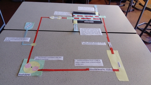 KS4 AQA GCSE Biology (Science) Kidney Failure Lesson | Teaching Resources