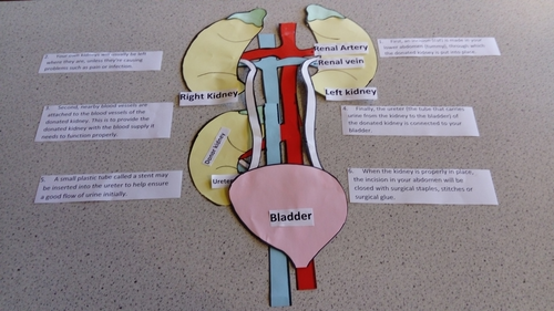 KS4 AQA GCSE Biology (Science) Kidney Failure Lesson | Teaching Resources