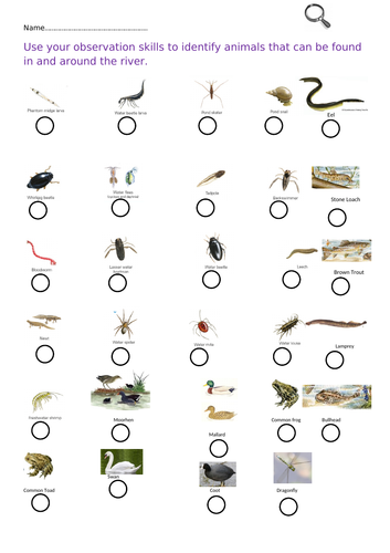 River Animals Worksheet | Teaching Resources