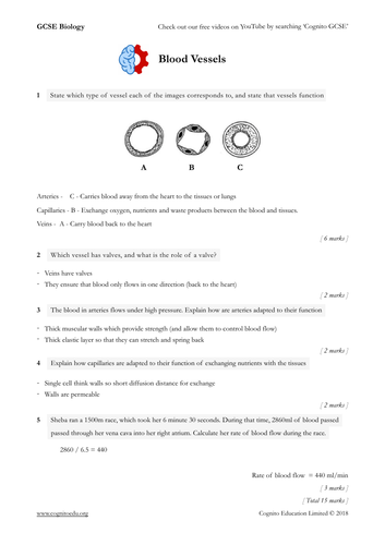 GCSE Biology (9-1) - Blood Vessels - Worksheet & Answers | Teaching ...