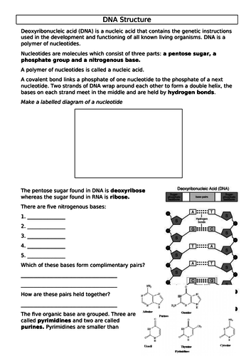 DNA and Protein Synthesis-OCR A | Teaching Resources