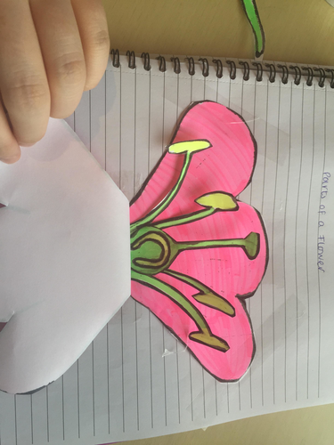 Parts of a Flower Model KS3/KS2 | Teaching Resources