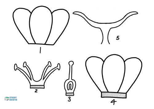 Parts of a Flower Model KS3/KS2 | Teaching Resources