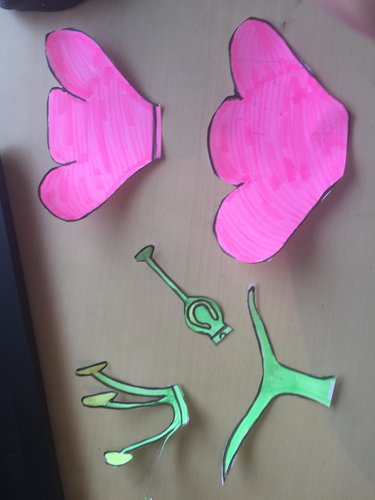 Parts of a Flower Model KS3/KS2 | Teaching Resources