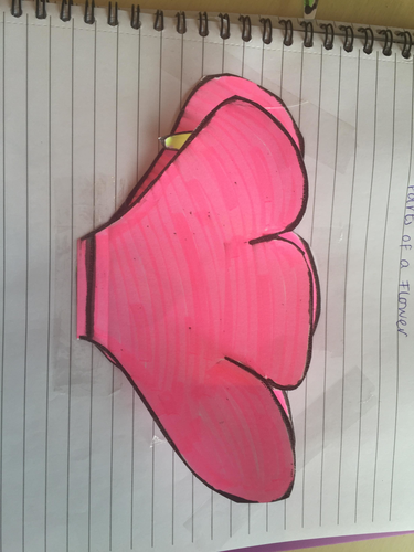 Parts of a Flower Model KS3/KS2 | Teaching Resources