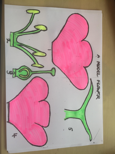 Parts of a Flower Model KS3/KS2 | Teaching Resources
