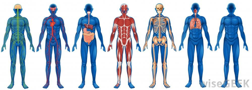 Revision guide to Anatomy and physiology Skeletal, muscular ...