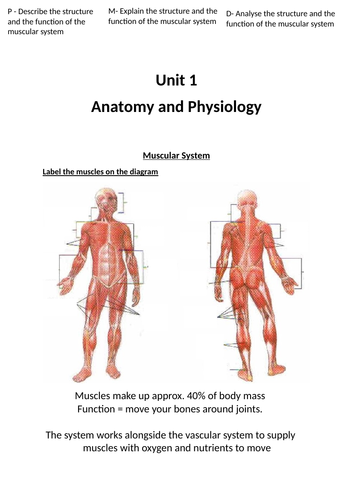 Revision guide to Anatomy and physiology Skeletal, muscular ...