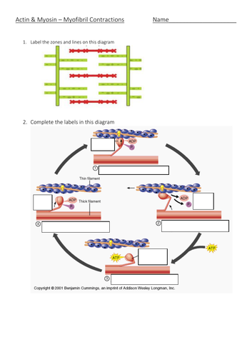 Actin & Myosin - Myofibril Contraction - Workpack & Markscheme ...