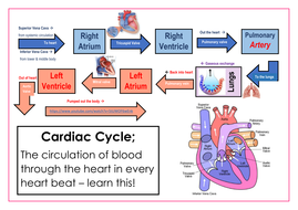 BTEC Level 3 HSC - Unit 3 Anatomy and Physiology Revision activities ...