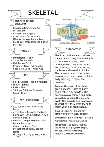 BTEC Level 3 HSC - Unit 3 Anatomy and Physiology Revision activities, games and summary sheets ...