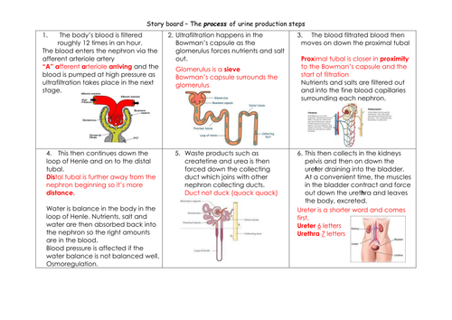 BTEC Level 3 HSC - Unit 3 Anatomy and Physiology Revision activities, games and summary sheets ...