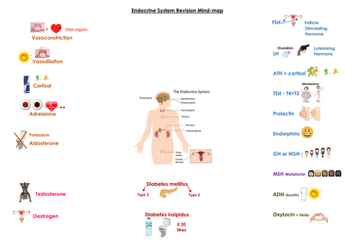 BTEC Level 3 HSC - Unit 3 Anatomy and Physiology Revision activities, games and summary sheets ...