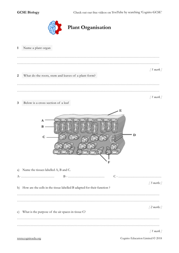 GCSE Biology (9-1) - Plant Organisation and Structure of a Leaf ...