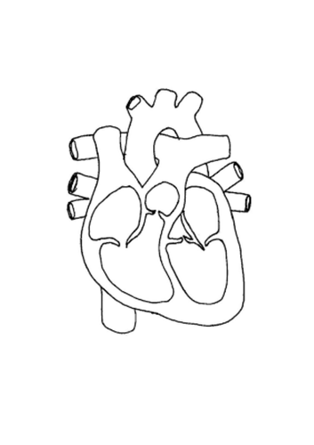 Unit 4 Anatomy and Physiology Diagrams for labelling | Teaching Resources