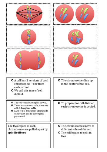AQA GCSE BIOLOGY B1.2 Cell Division | Teaching Resources