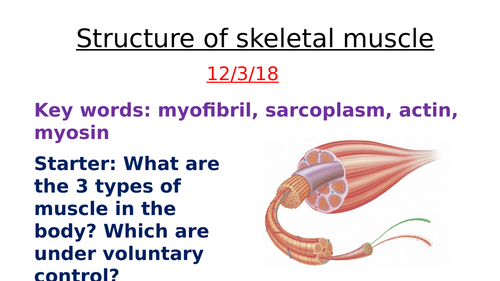 Muscles and sliding filament- AQA Biology A level | Teaching Resources
