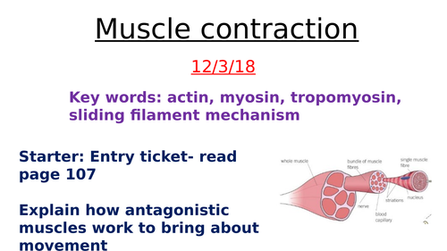 Muscles and sliding filament- AQA Biology A level | Teaching Resources