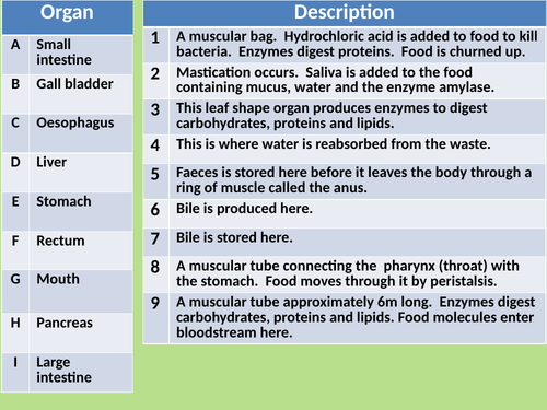AQA GCSE BIOLOGY B2.1 Digestive system | Teaching Resources