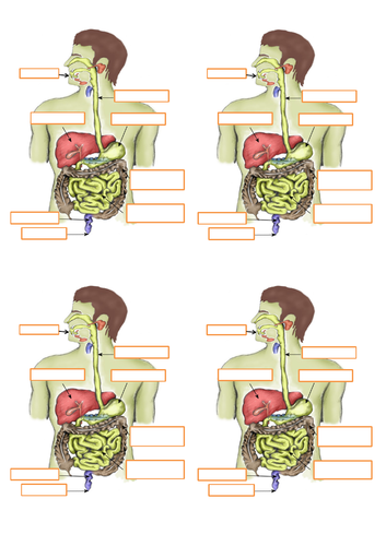 AQA GCSE BIOLOGY B2.1 Digestive system | Teaching Resources