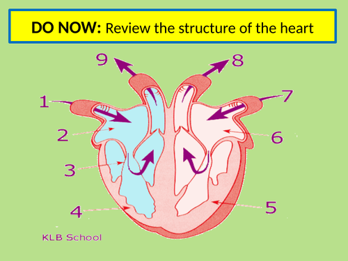 AQA GCSE BIOLOGY B2.2 Circulatory system | Teaching Resources