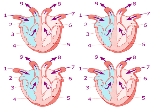 Aqa Gcse Biology B2 2 Circulatory System Teaching Resources