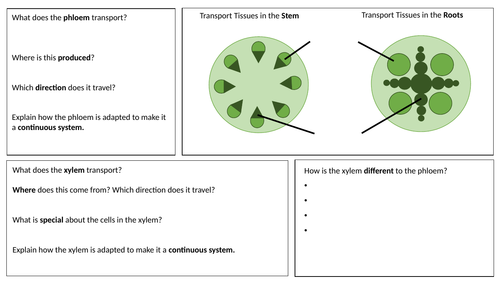 Transport Tissues (Xylem & Phloem) Research/Summary Sheet | Teaching ...