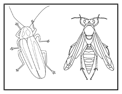 Minibeasts - Poetry, Science and Art/DT Units of Work | Teaching Resources