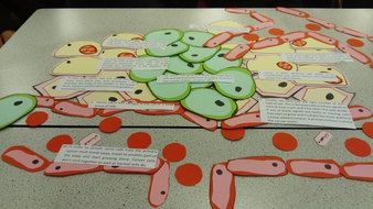 KS4 AQA Biology (Science) Cancer Lesson & Activities | Teaching Resources
