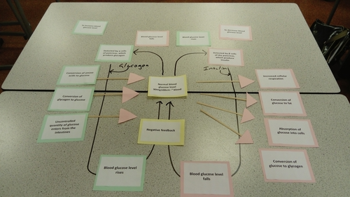 A Level Biology: Regulation of Blood Glucose Lesson & Activities ...