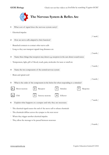 GCSE Biology (9-1) - Nervous System & Reflex Arc - Worksheet and Video ...