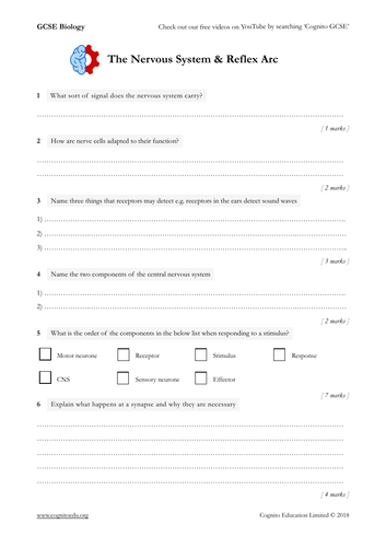 GCSE Biology (9-1) - Nervous System & Reflex Arc - Worksheet and Video ...