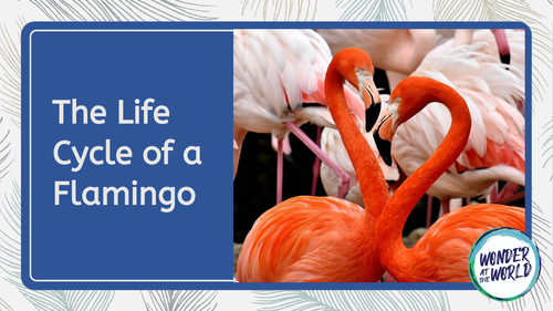 Flamingo Life Cycle PowerPoint KS2 | Teaching Resources